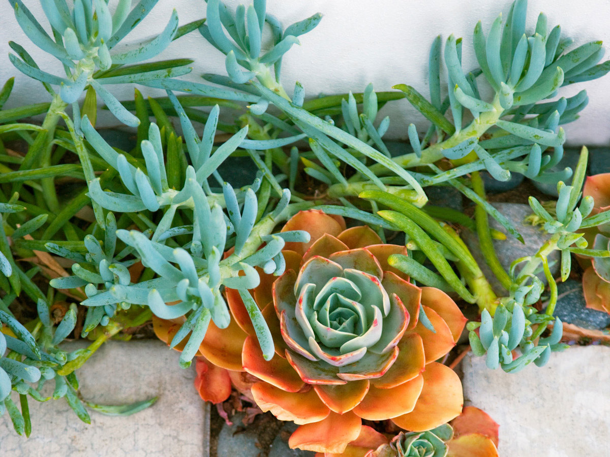 Succulent Growing Tips - Sunset Magazine - Sunset Magazine