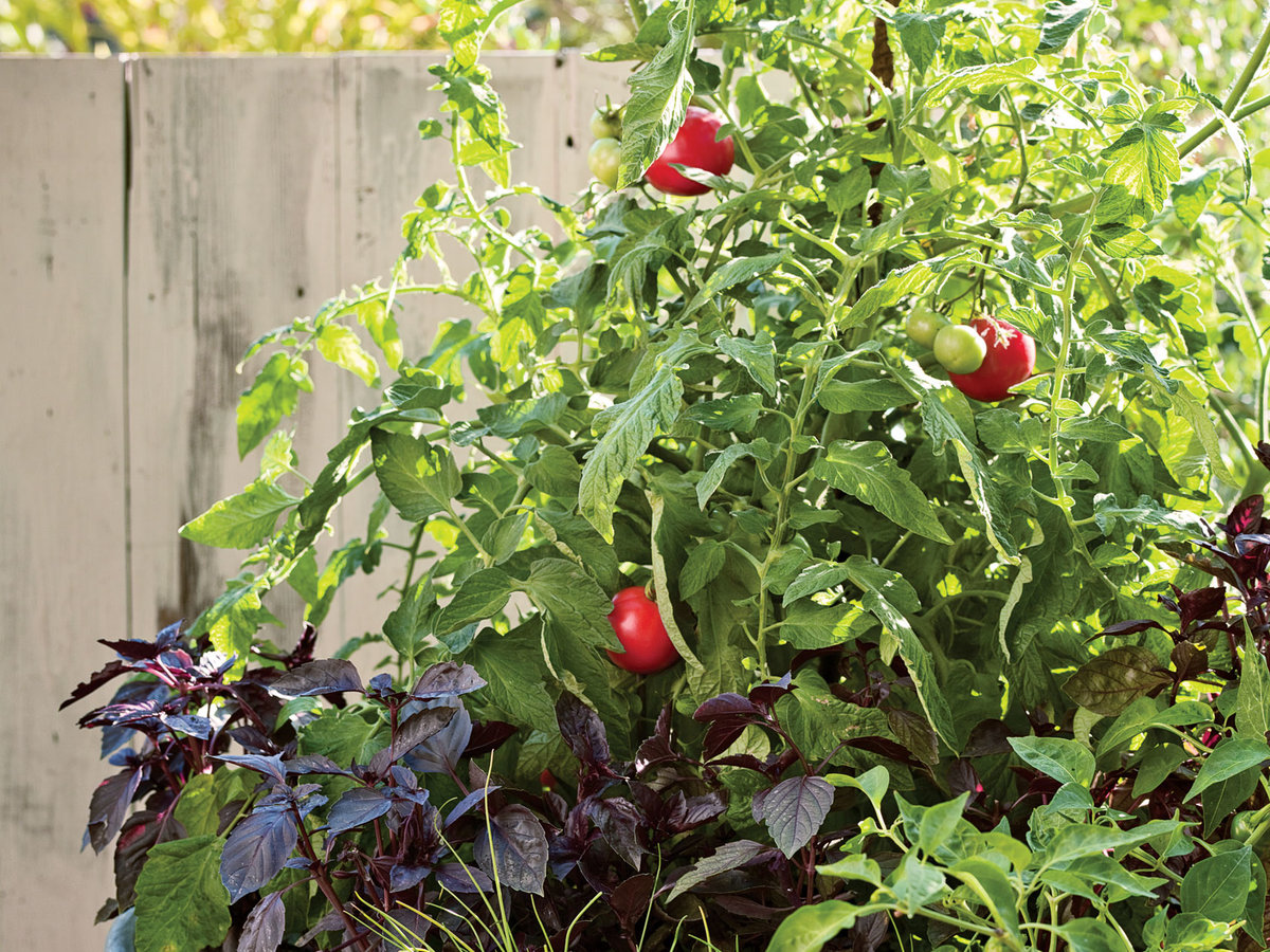 Plant a One-Pot Vegetable Garden - Sunset Magazine - Sunset Magazine